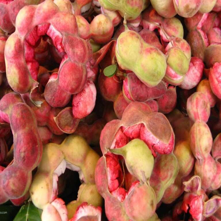 Seema Chinthakaya / Seeme Hunase / Jungle Jalebi Online